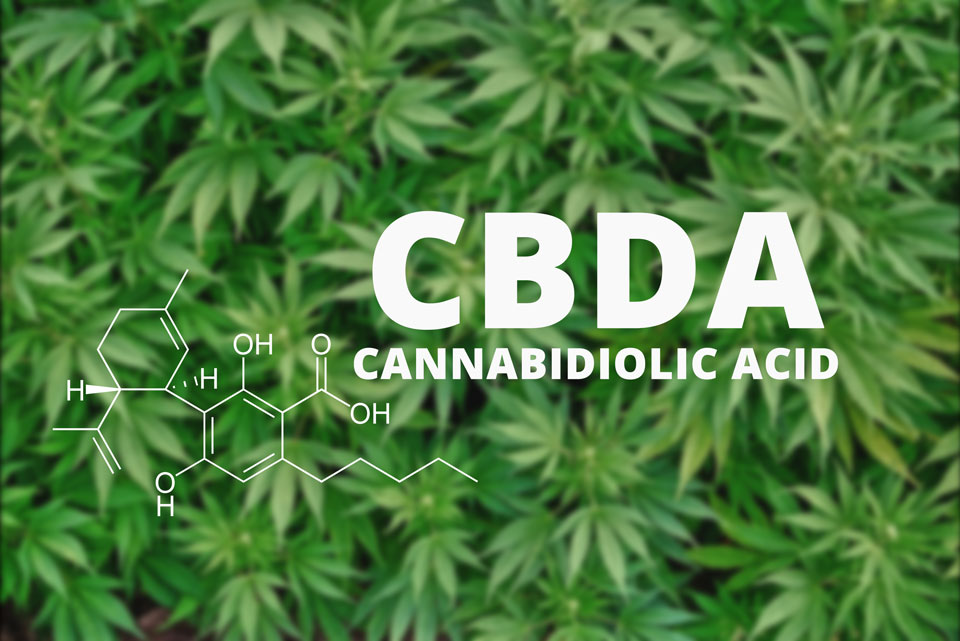 CBDa- What is it? How does it differ from CBD? - Country Roads Health ...